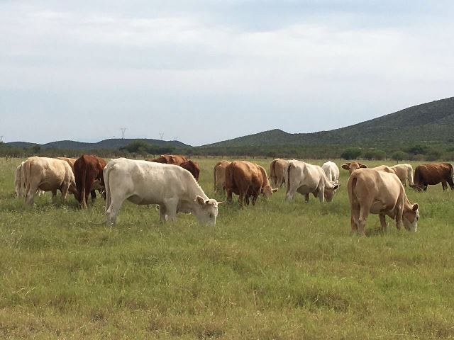 NOVILLONAS PREÑADAS