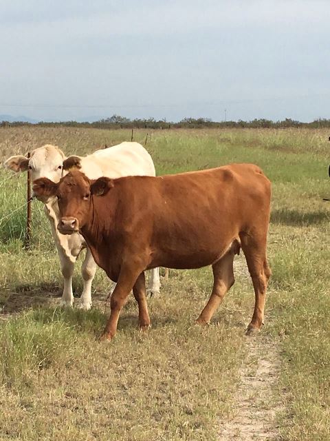 NOVILLONAS PREÑADAS